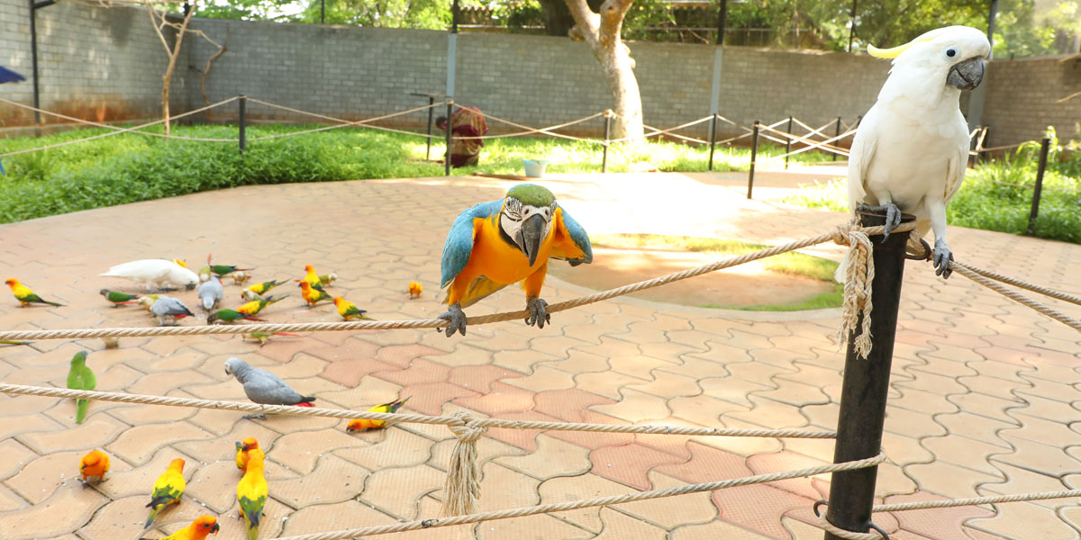 Rajali's Birds park - Thanjavur Info | Thanjavur's No. 1 Local ...